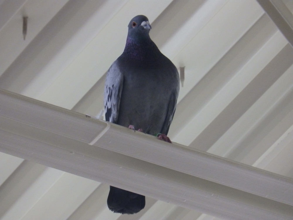 How Did the Bird Get in My Building? - Meridian Bird Removal