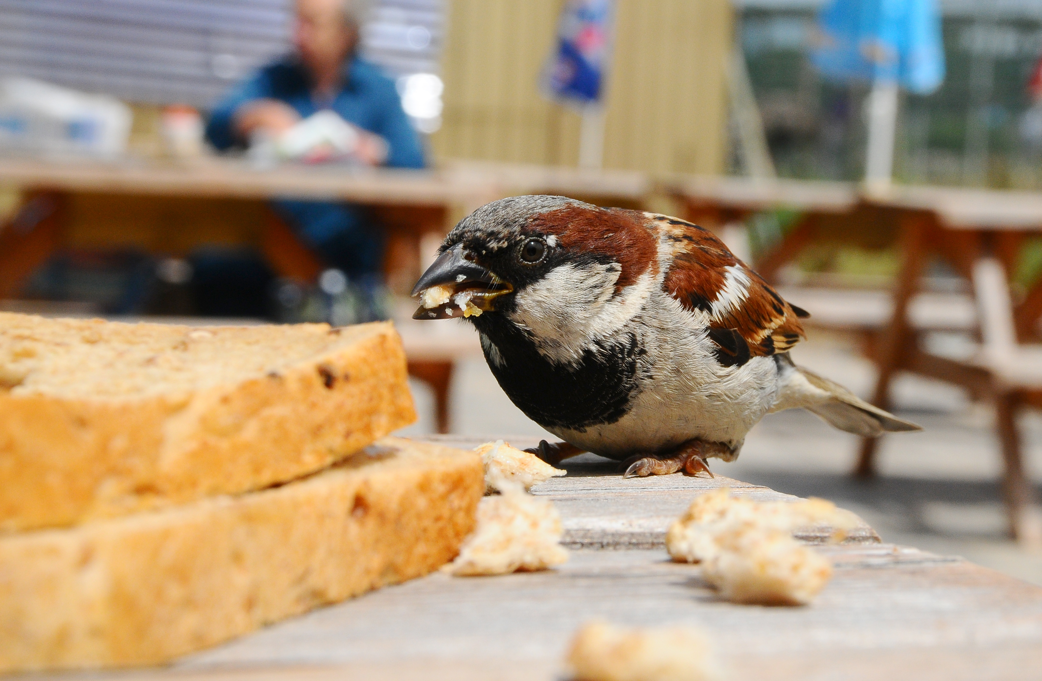 How Did the Bird Get in My Building? - Meridian Bird Removal